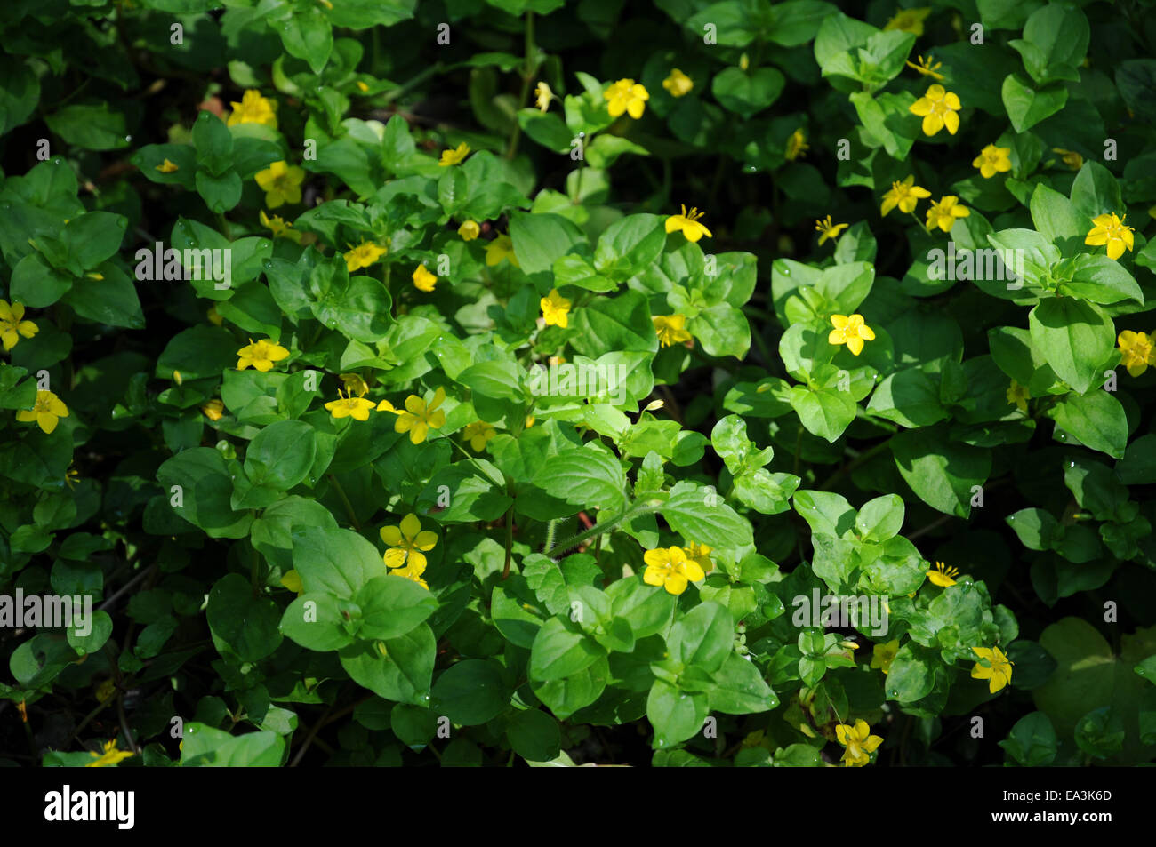 Yellow pimernel hi-res stock photography and images - Alamy