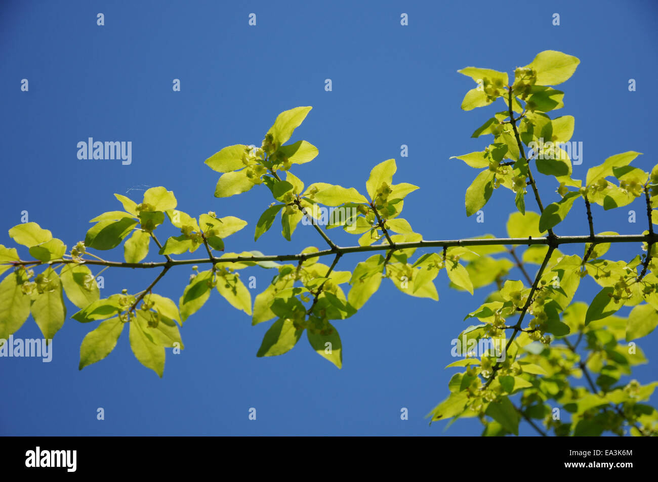 Winged spindle hi-res stock photography and images - Alamy