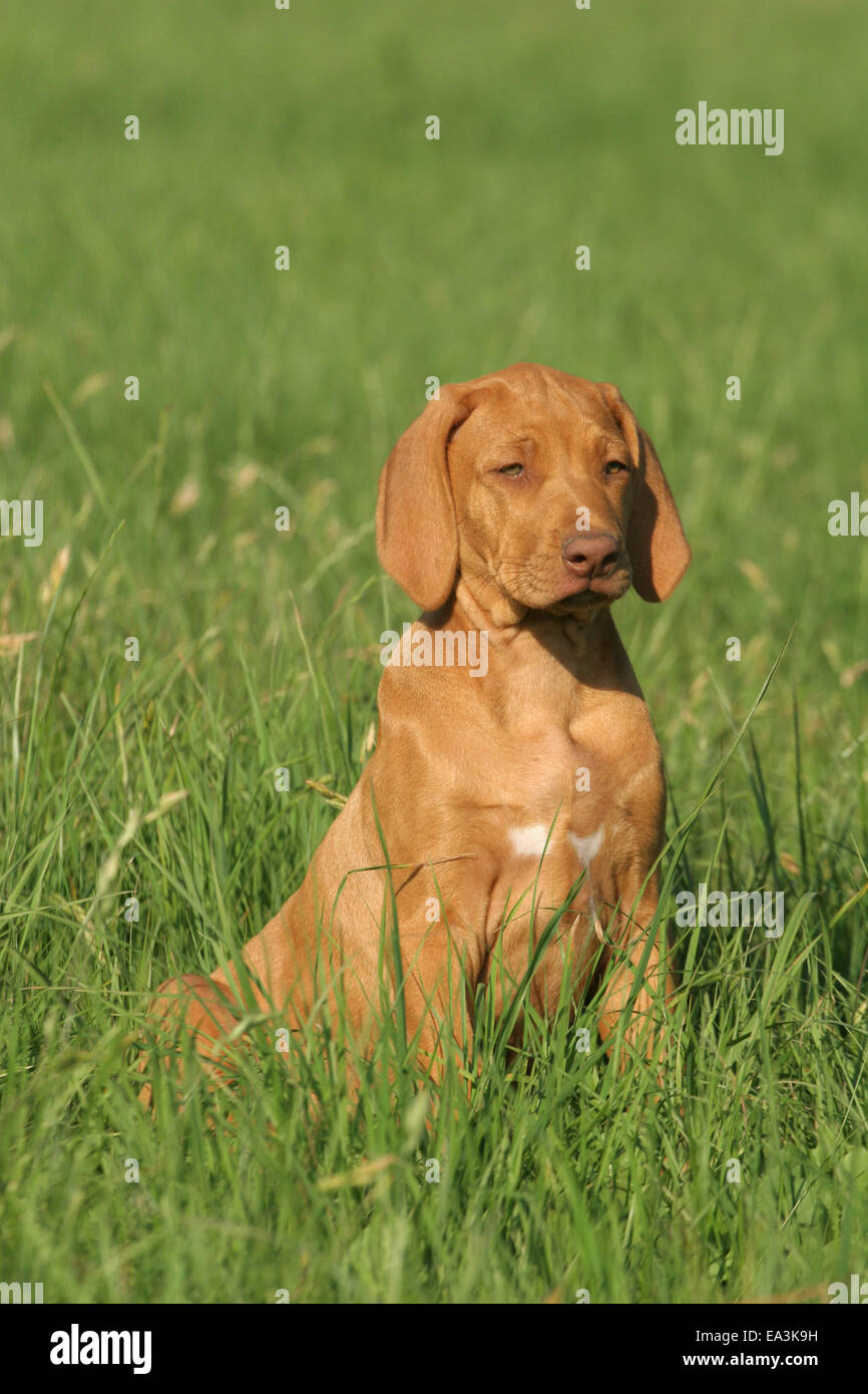 Rhodesian Ridgeback puppy Stock Photo - Alamy