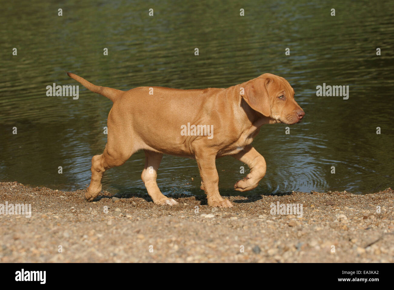 Rhodesian Ridgeback puppy Stock Photo - Alamy