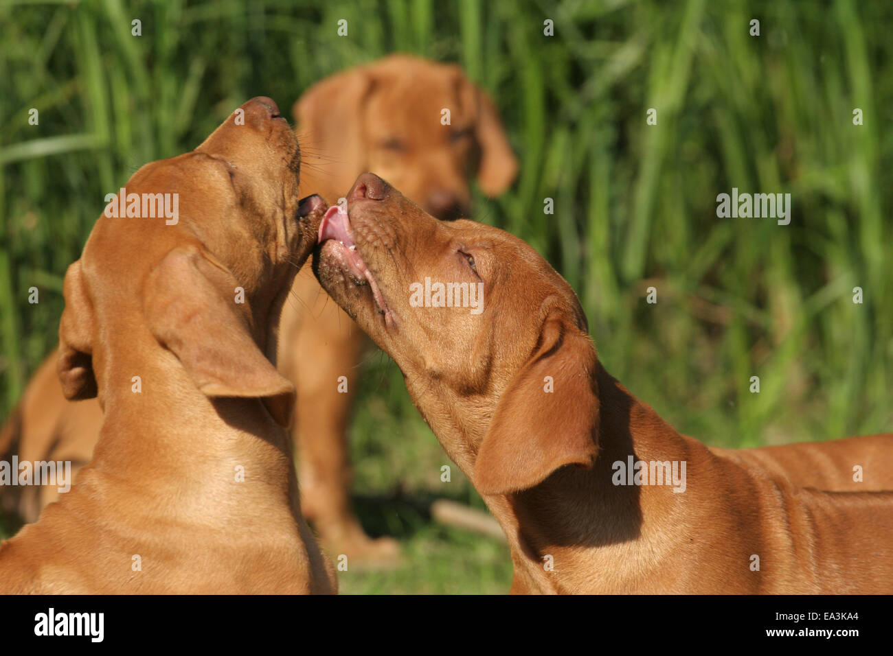 playing Rhodesian Ridgebacks Stock Photo - Alamy