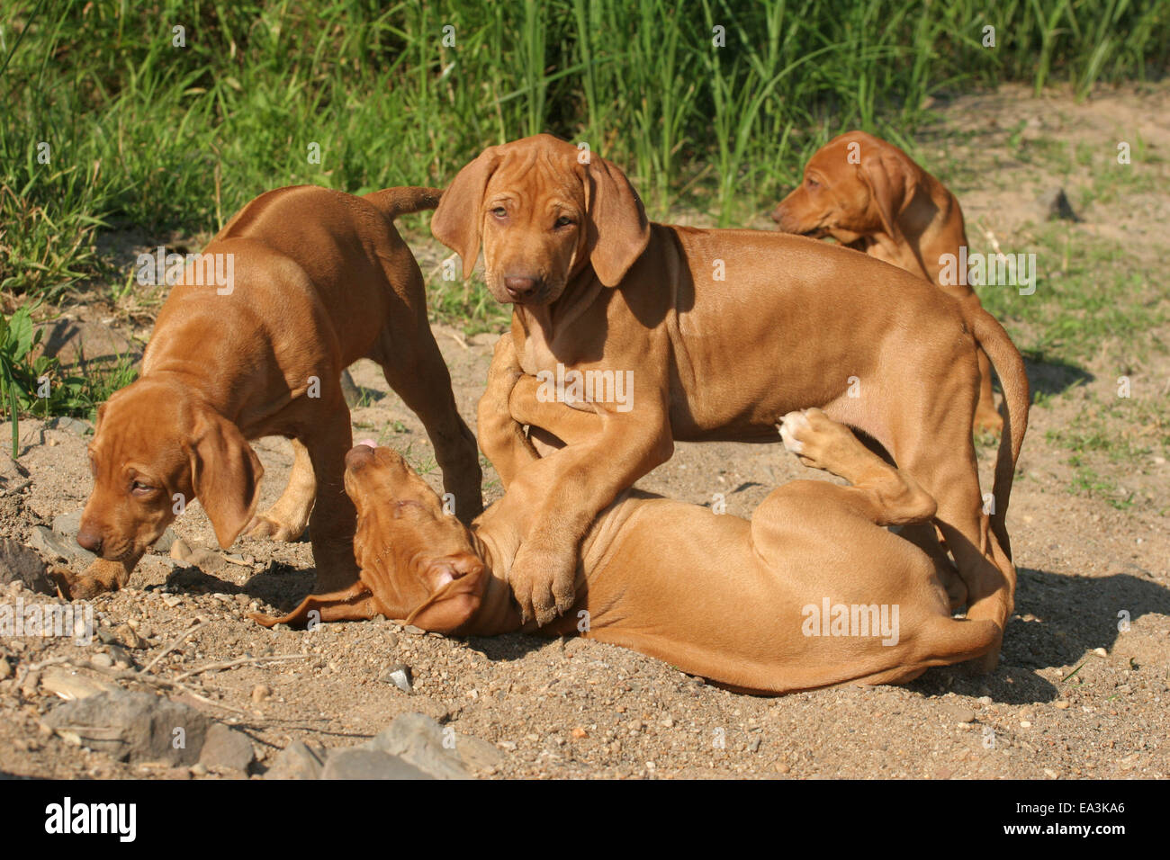 Group animals playing hi-res stock photography and images - Alamy