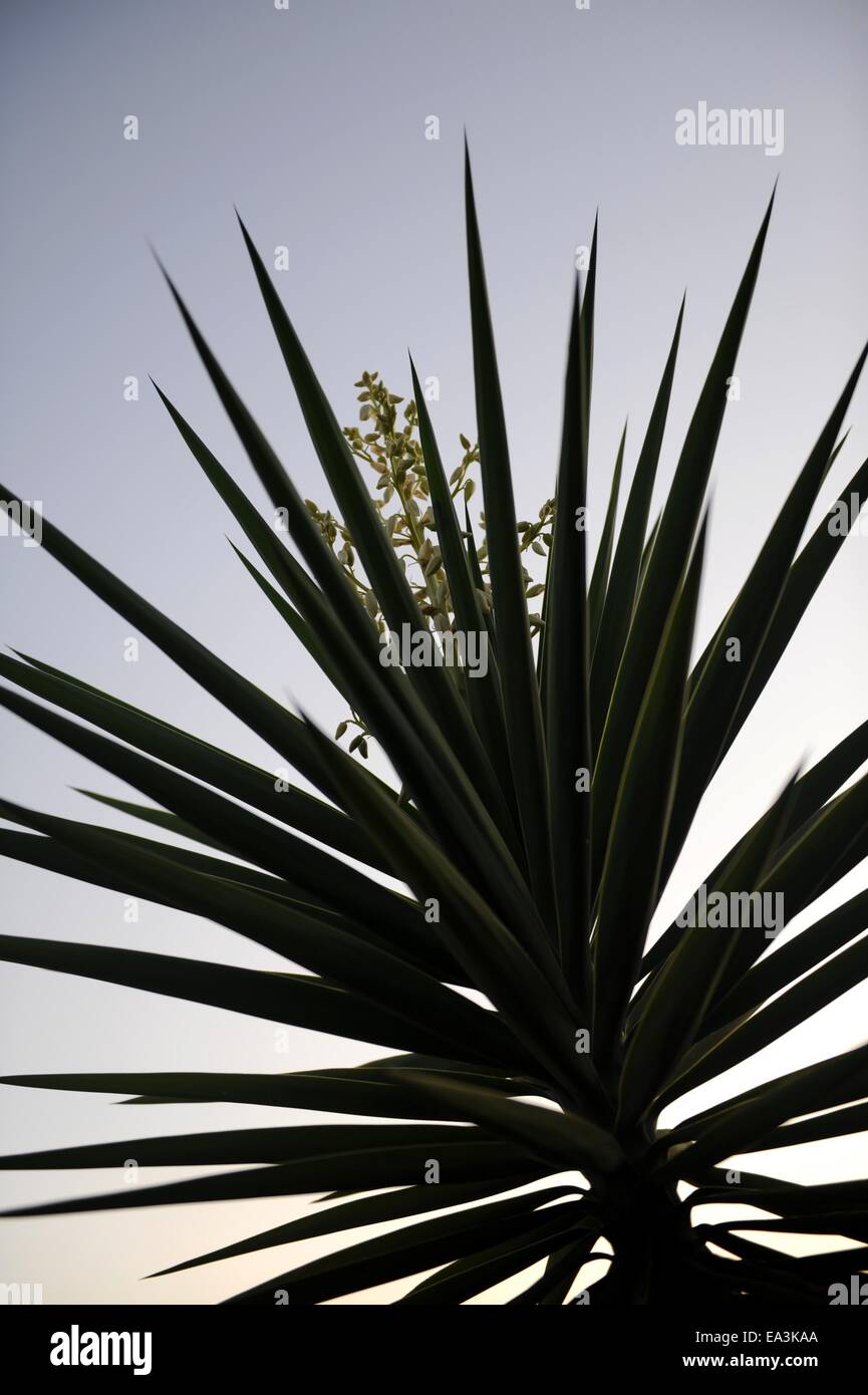 Yucca plants spikes hi-res stock photography and images - Alamy