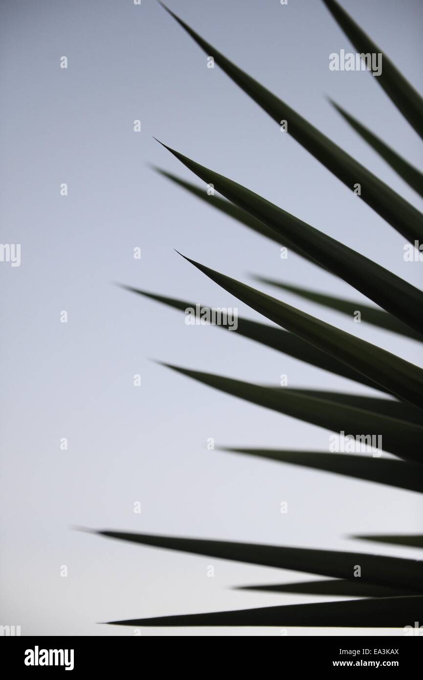 Yucca plants spikes hi-res stock photography and images - Alamy