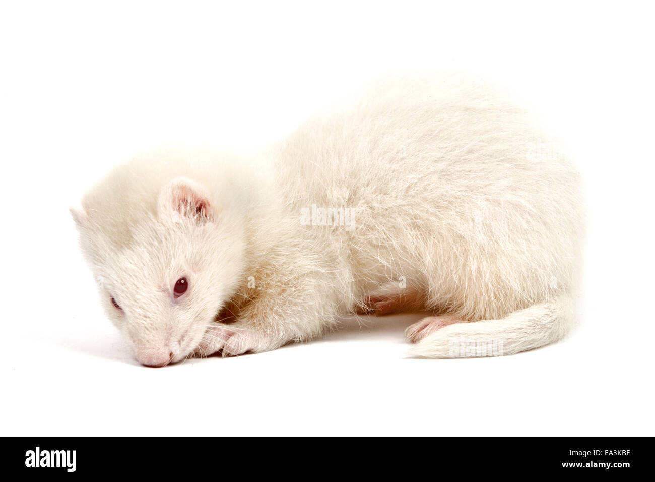 Albino ferret hi-res stock photography and images - Alamy