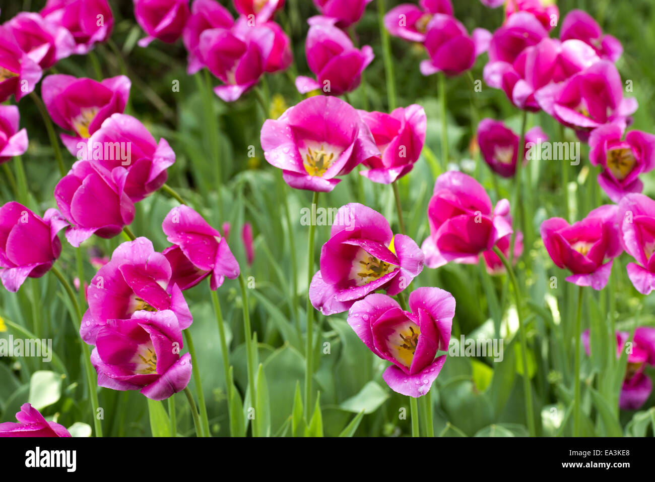 Glorious tulips hi-res stock photography and images - Alamy