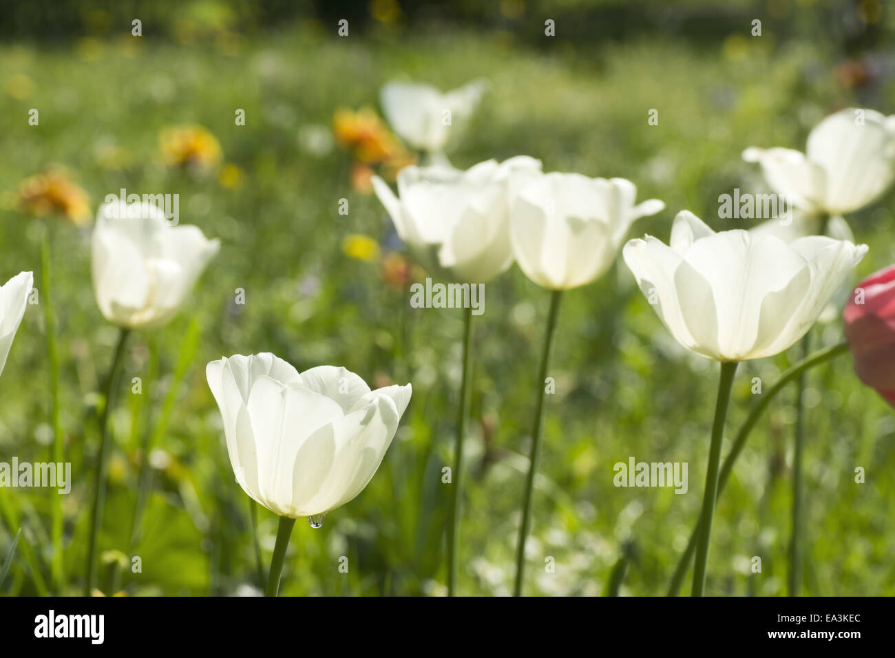 Glorious tulips hi-res stock photography and images - Alamy