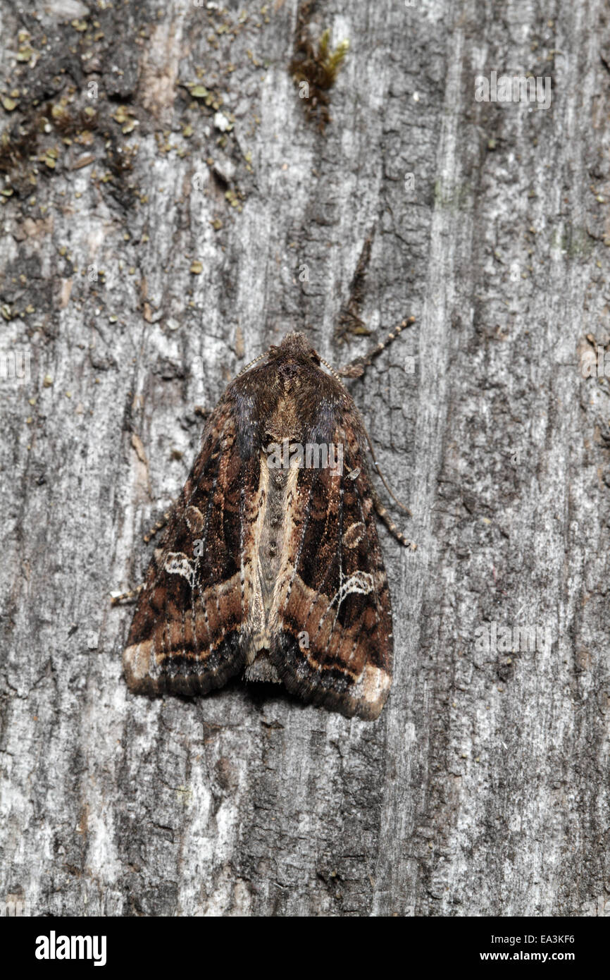 Crescent Moth, Celaena leucostigma Stock Photo - Alamy