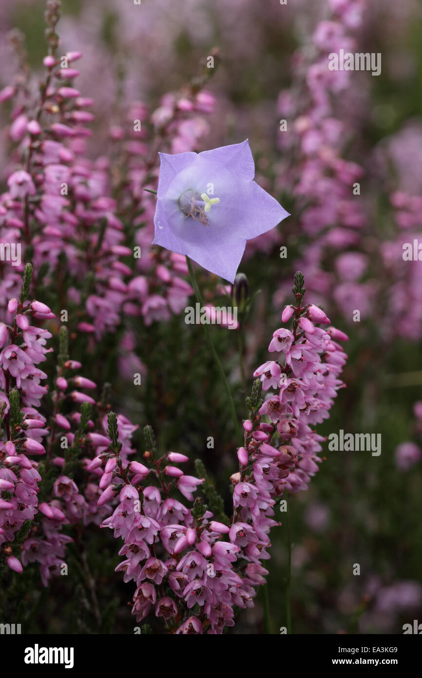 Harebell In flowering Heather, Ling, Calluna vulgaris Stock Photo - Alamy