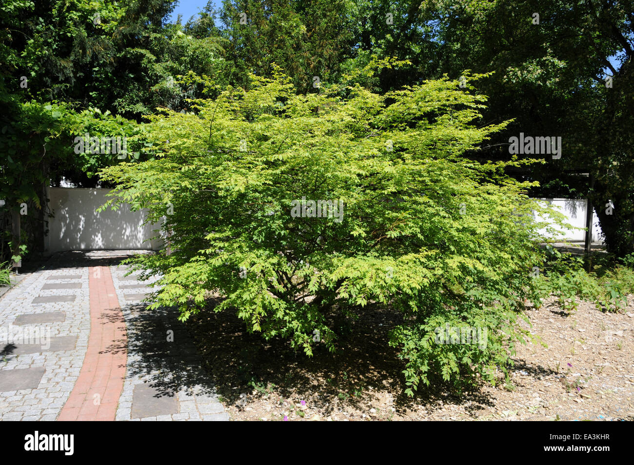 Winged Spindle High Resolution Stock Photography and Images - Alamy