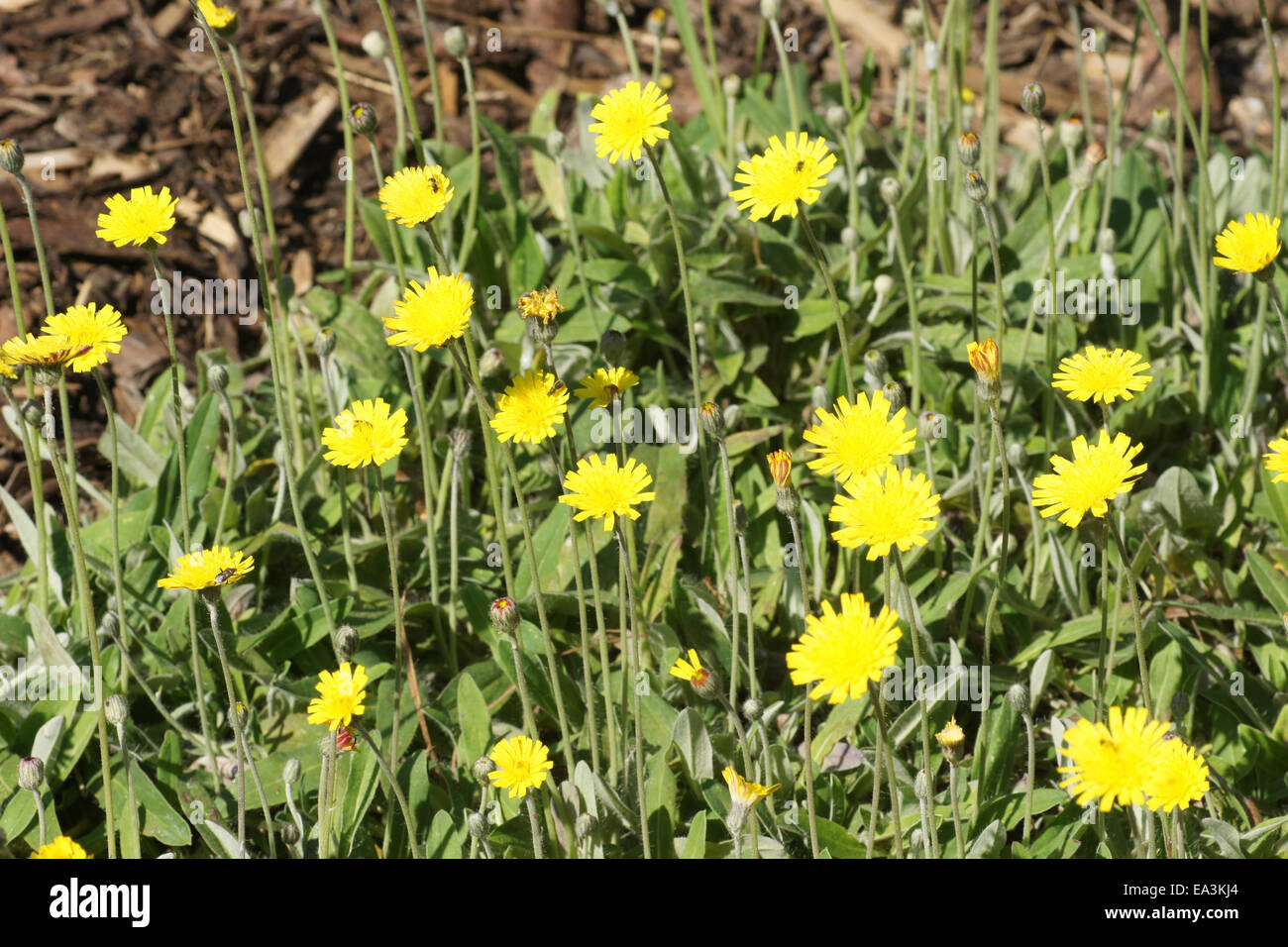 Mouseear hi-res stock photography and images - Alamy