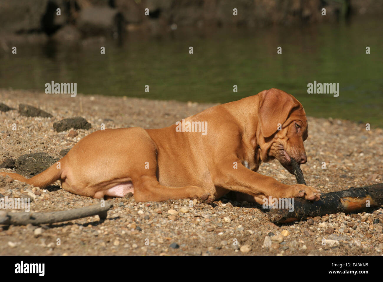 Rhodesian Ridgeback puppy Stock Photo - Alamy
