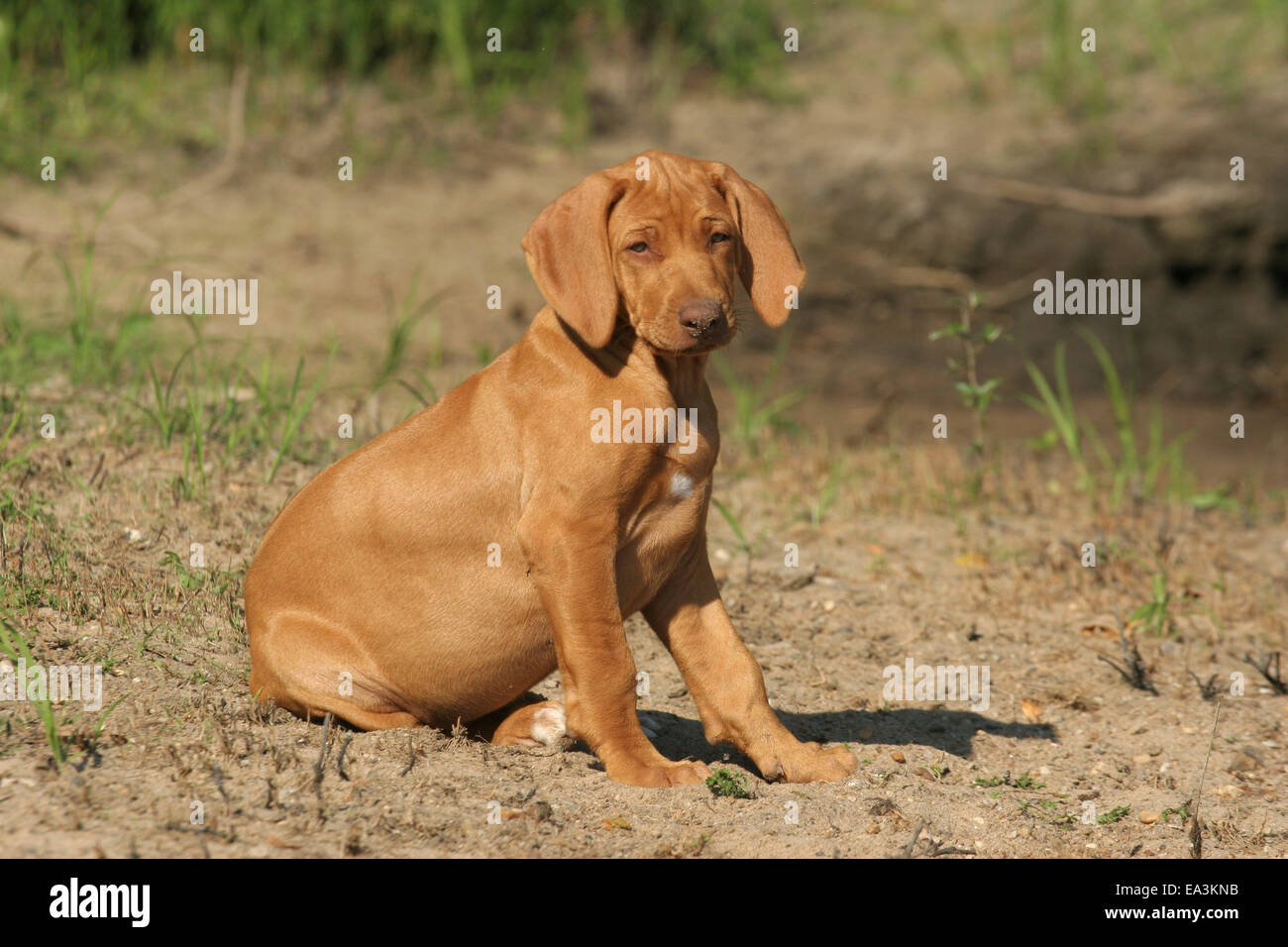 Rhodesian Ridgeback puppy Stock Photo - Alamy