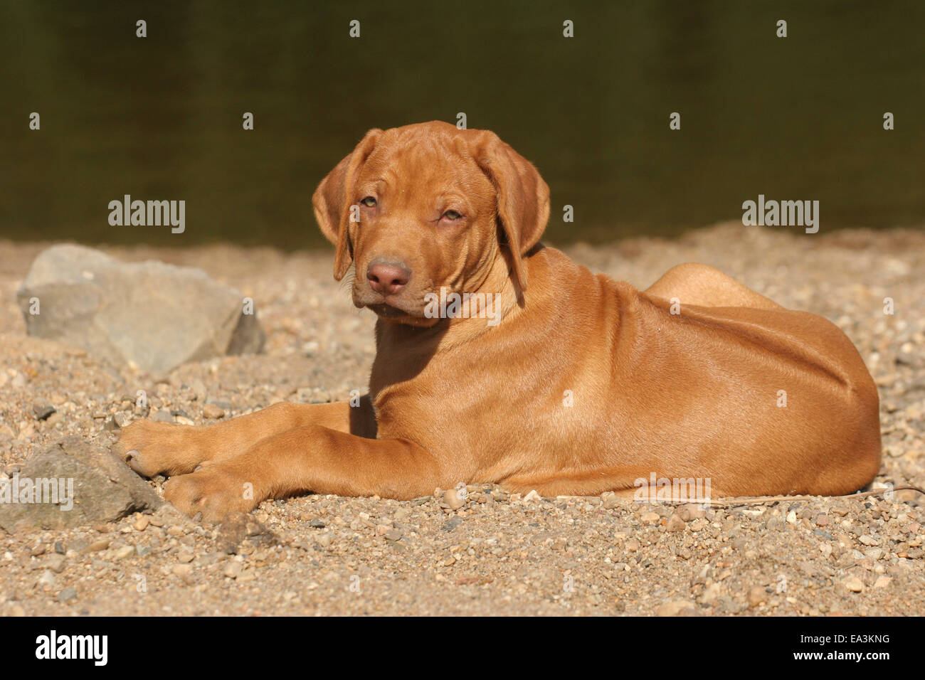 Rhodesian ridgeback livernose hi-res stock photography and images - Alamy