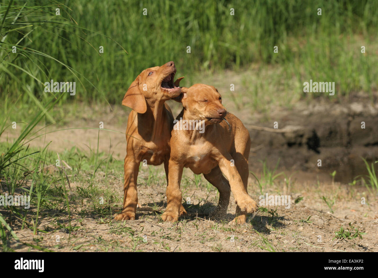 playing Rhodesian Ridgebacks Stock Photo - Alamy