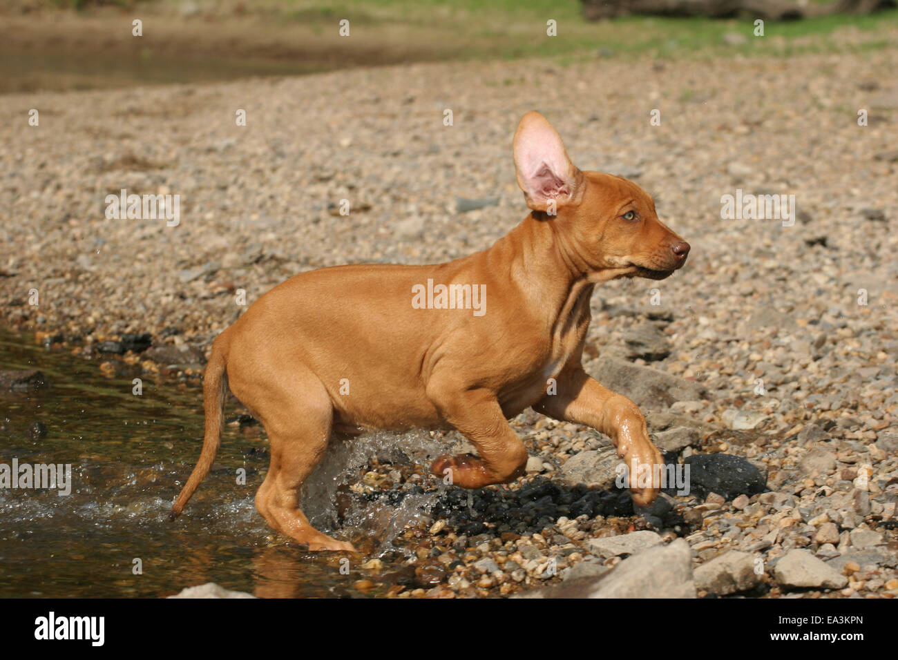Rhodesian Ridgeback puppy Stock Photo - Alamy