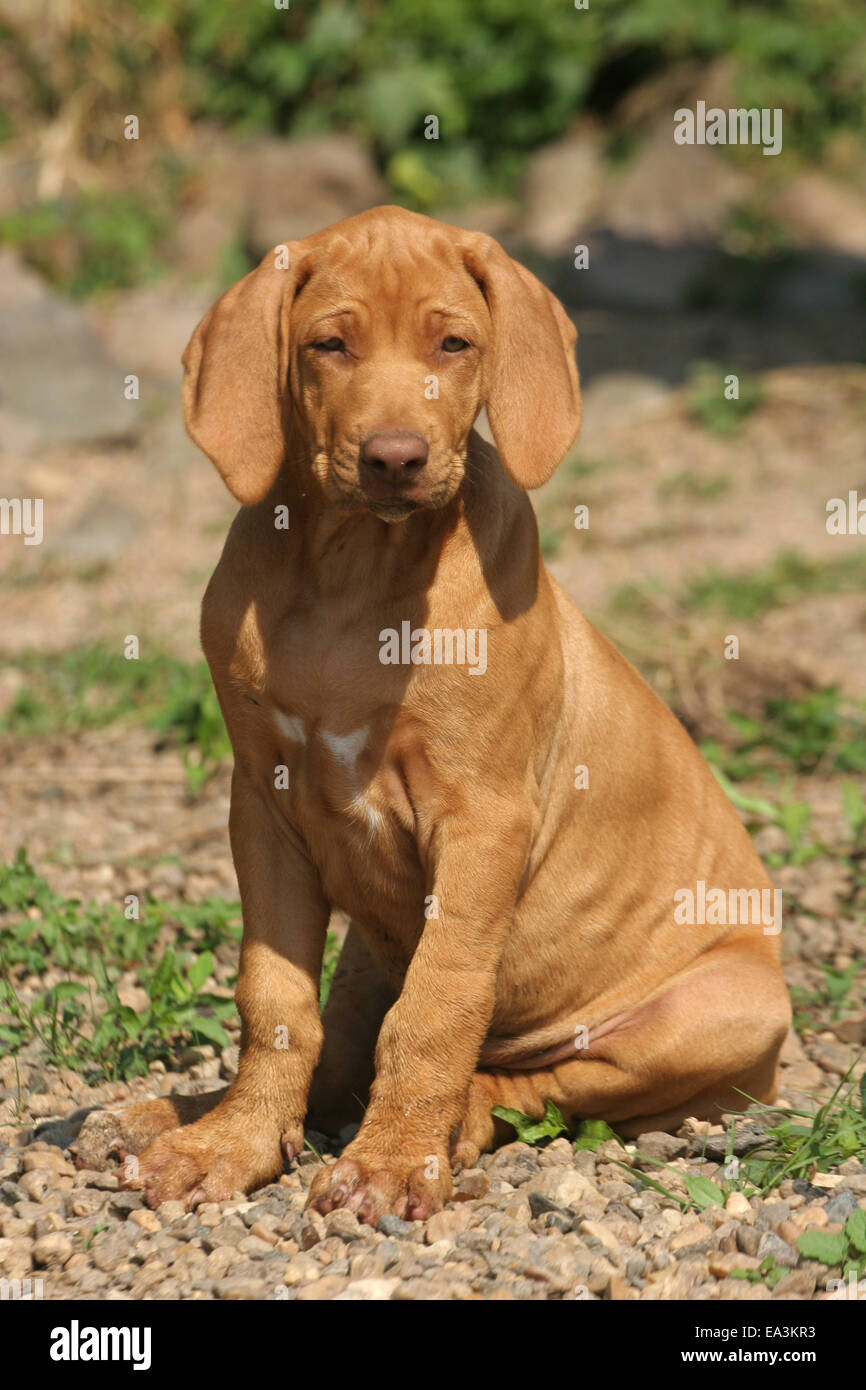 Rhodesian Ridgeback puppy Stock Photo - Alamy