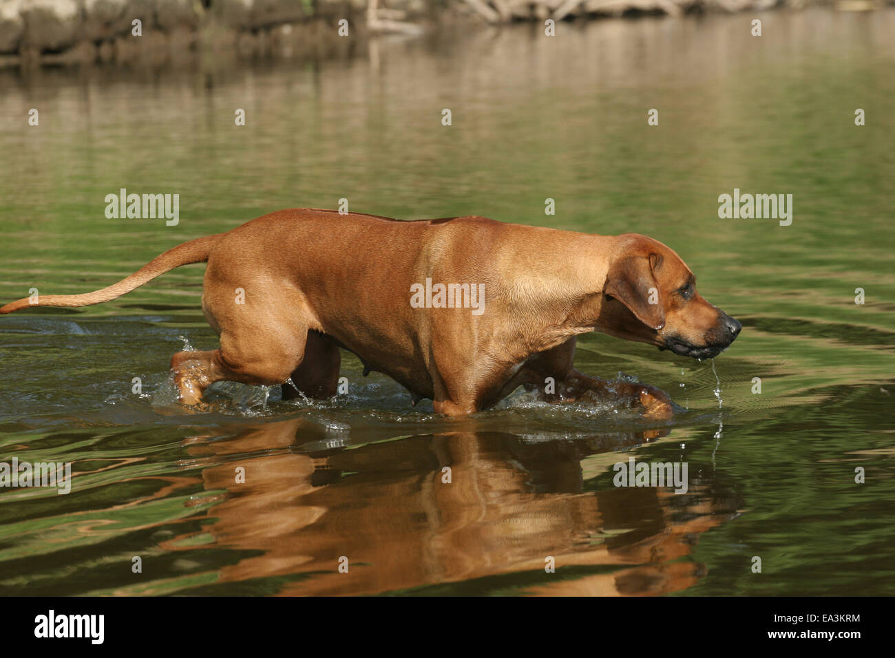 Red dog lake hi-res stock photography and images - Alamy