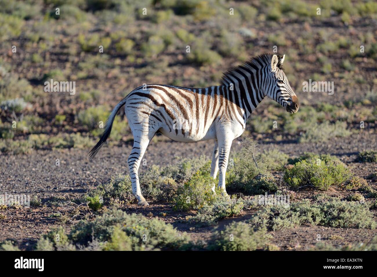 A photo of a zebra in its natural habitat Stock Photo - Alamy