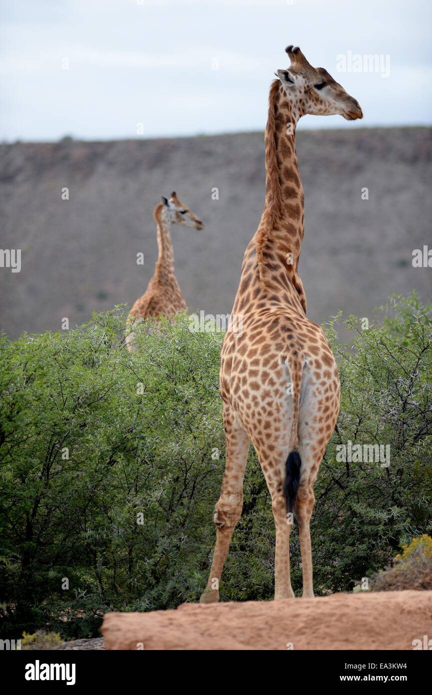 Rare giraffe hi-res stock photography and images - Alamy