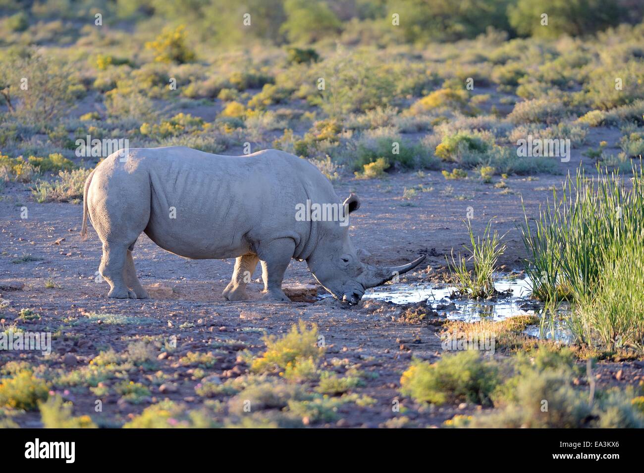 A shot of rhinos in captivity Stock Photo - Alamy