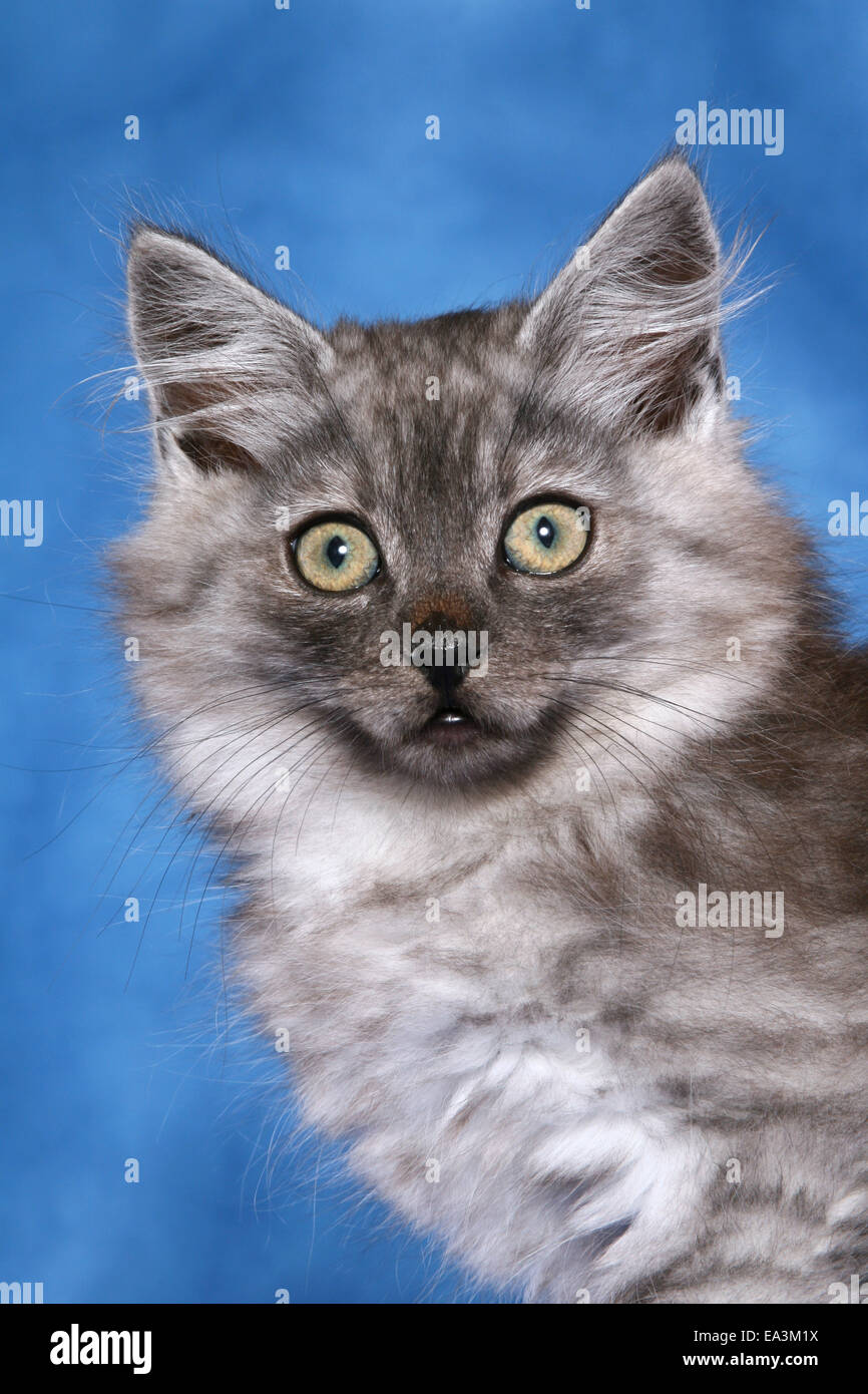 norwegian forest kitten Stock Photo - Alamy