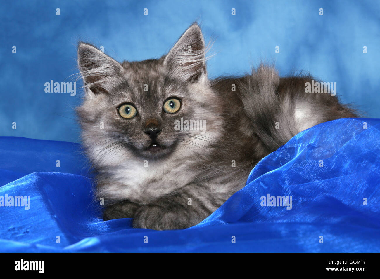 norwegian forest kitten Stock Photo - Alamy