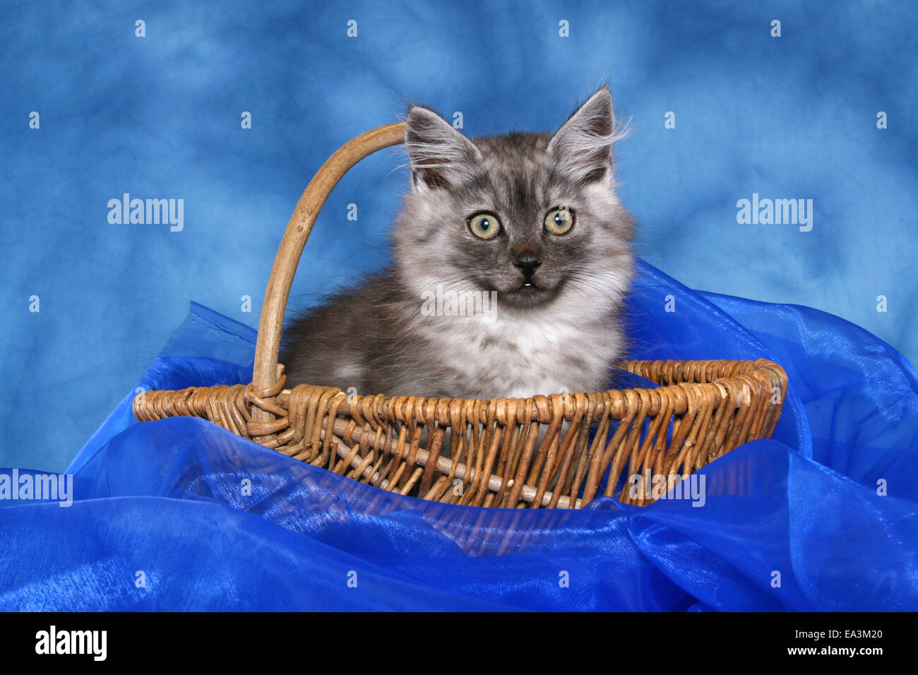 norwegian forest kitten Stock Photo - Alamy