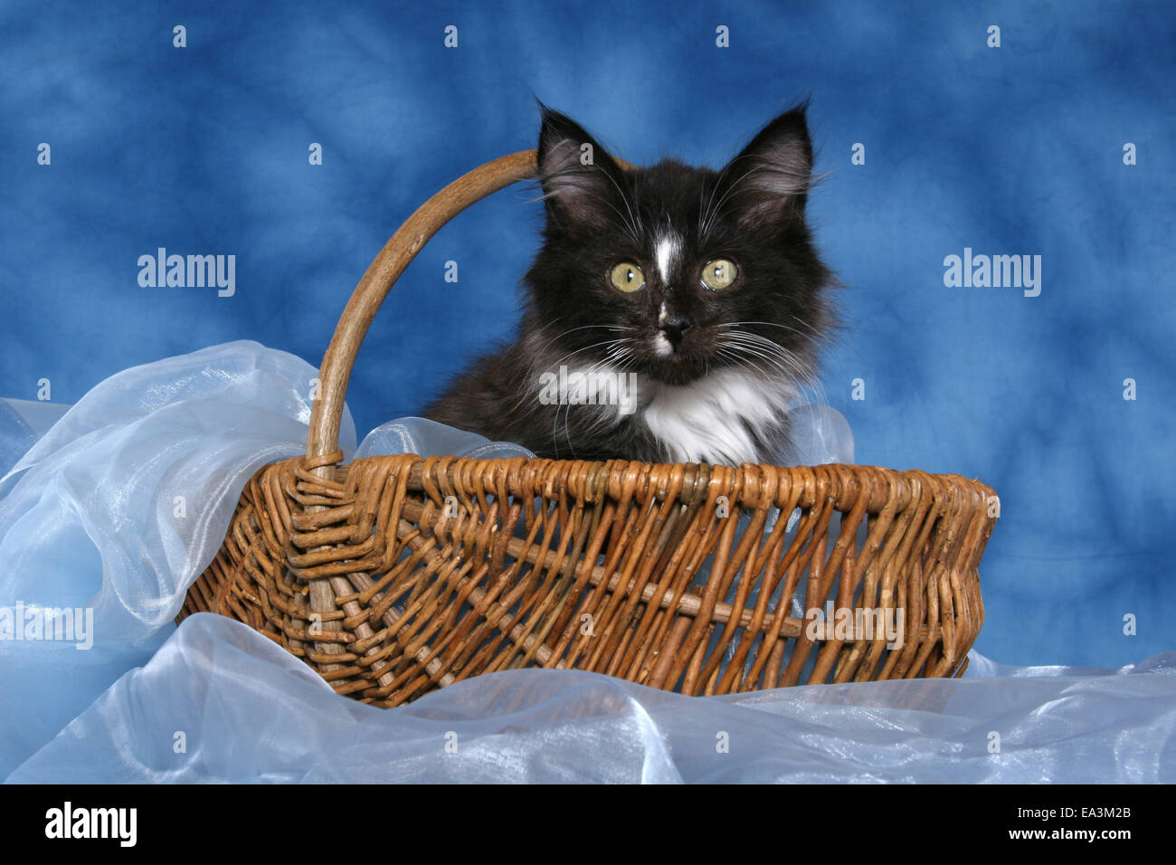norwegian forest kitten Stock Photo - Alamy