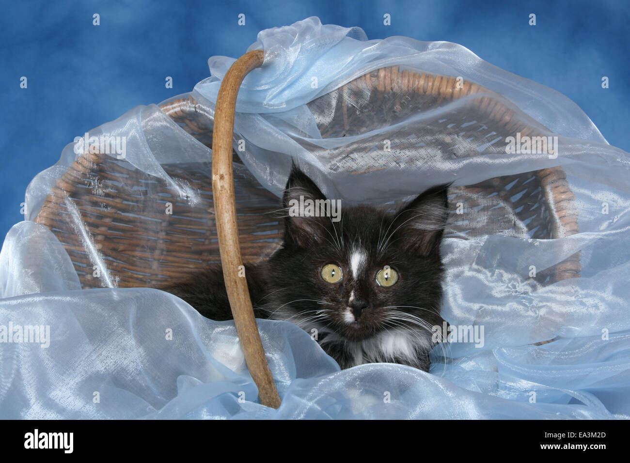 norwegian forest kitten Stock Photo - Alamy