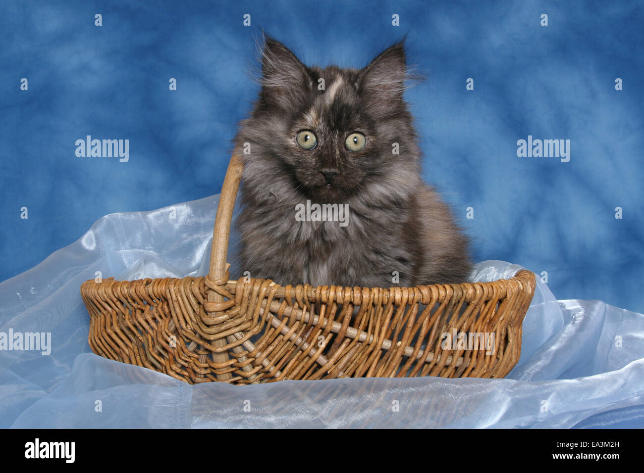 norwegian forest kitten Stock Photo - Alamy