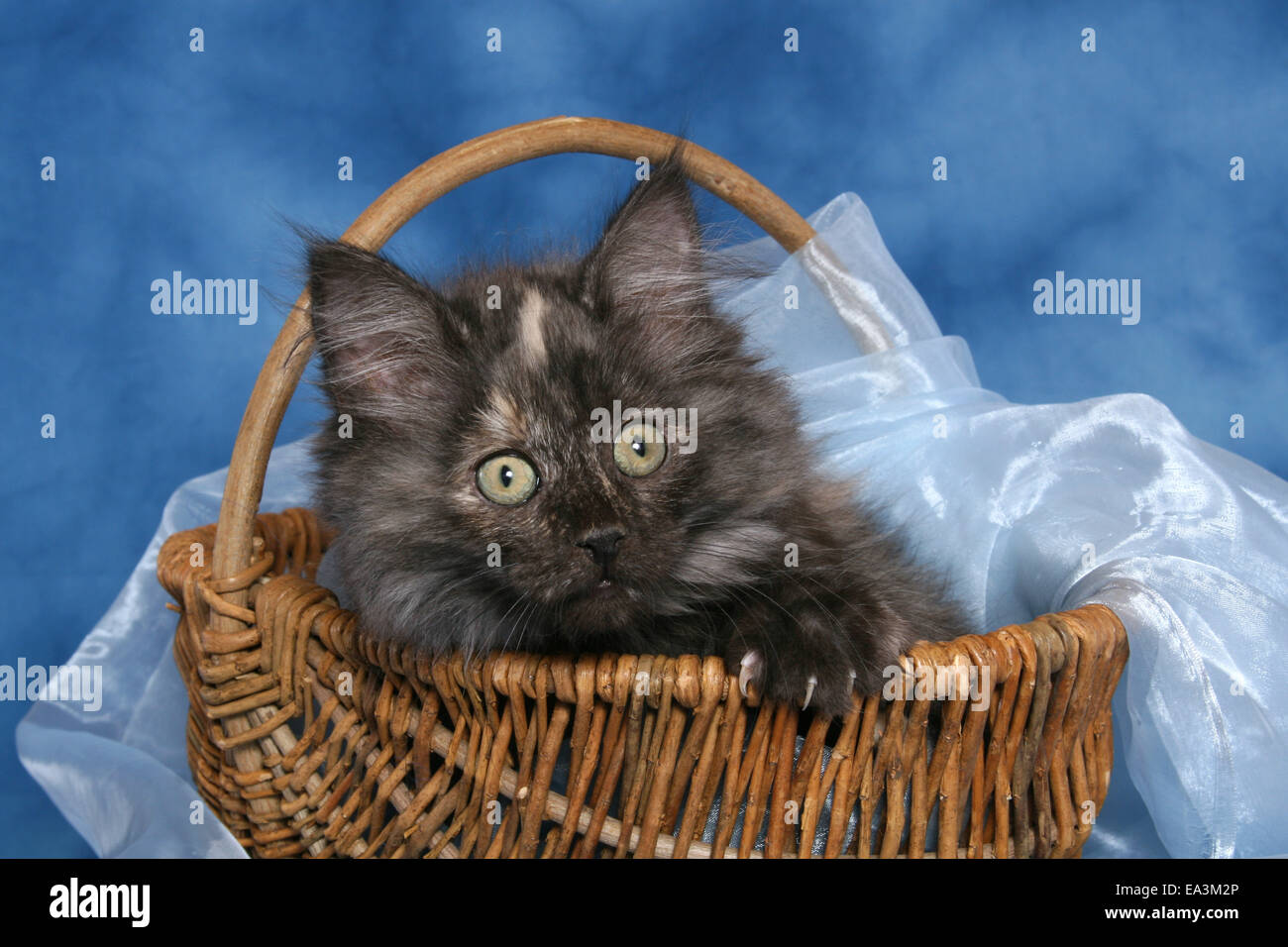 norwegian forest kitten Stock Photo - Alamy