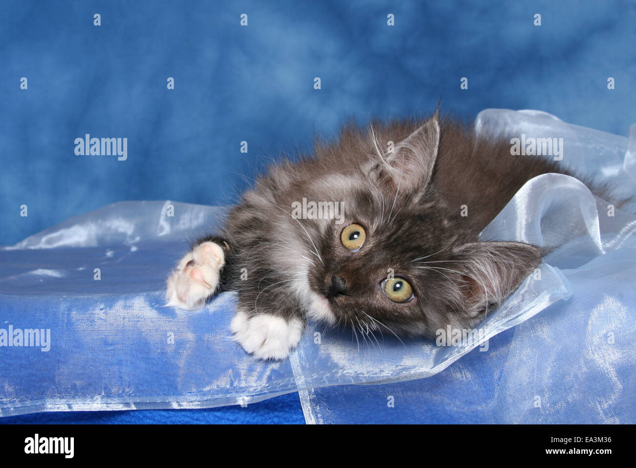 norwegian forest kitten Stock Photo - Alamy