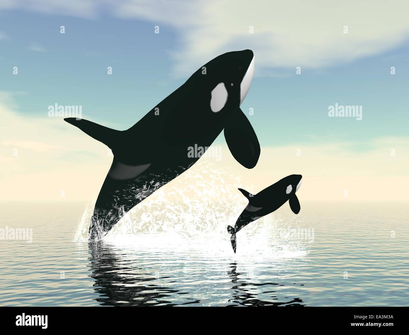 Killer Whale And Baby Wallpaper