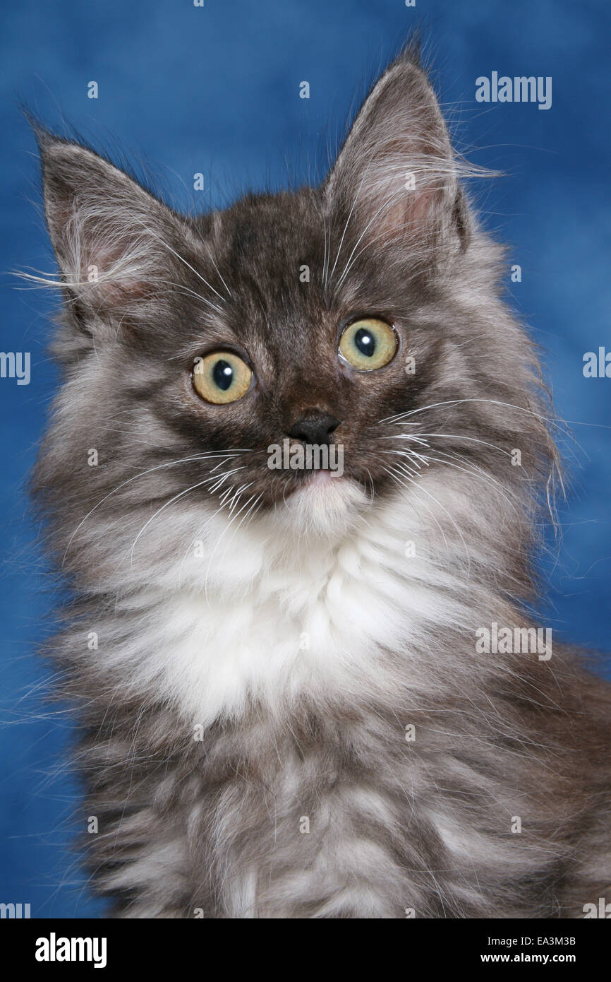 norwegian forest kitten Stock Photo - Alamy