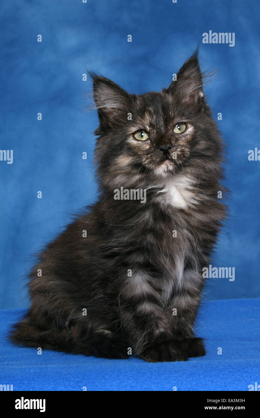 norwegian forest kitten Stock Photo - Alamy