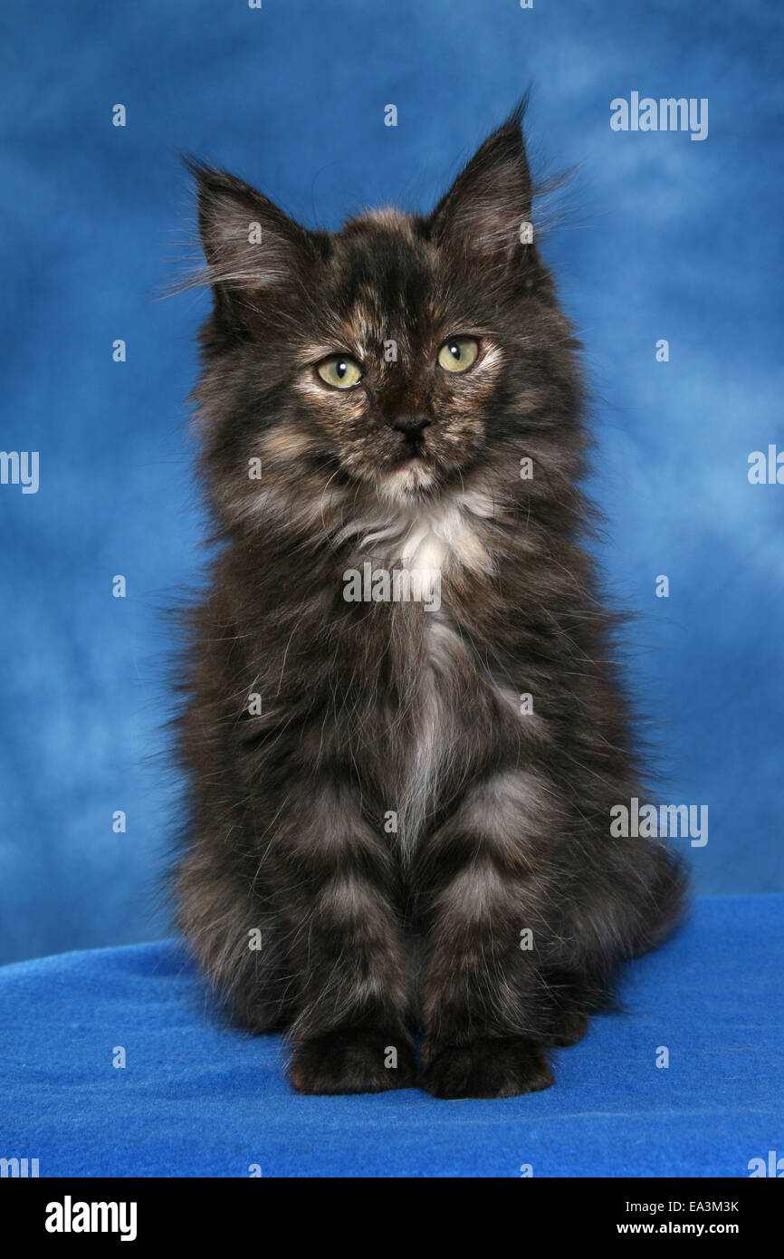 Norwegian Forest Cat Tortie Kitten High Resolution Stock Photography ...