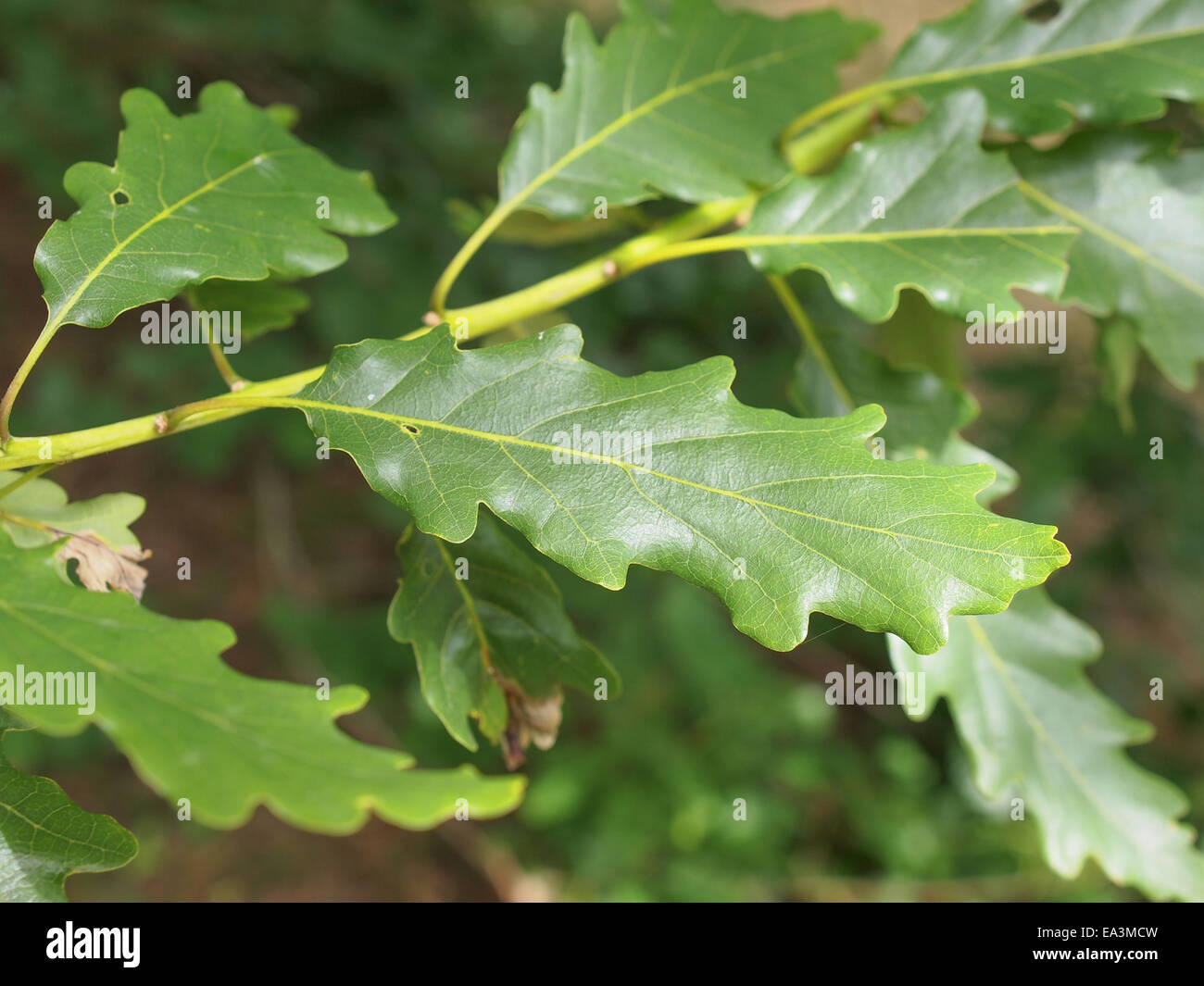 Oak tree leaf Stock Photo - Alamy