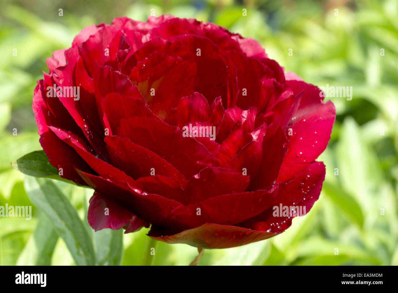Garden red peonies hi-res stock photography and images - Alamy