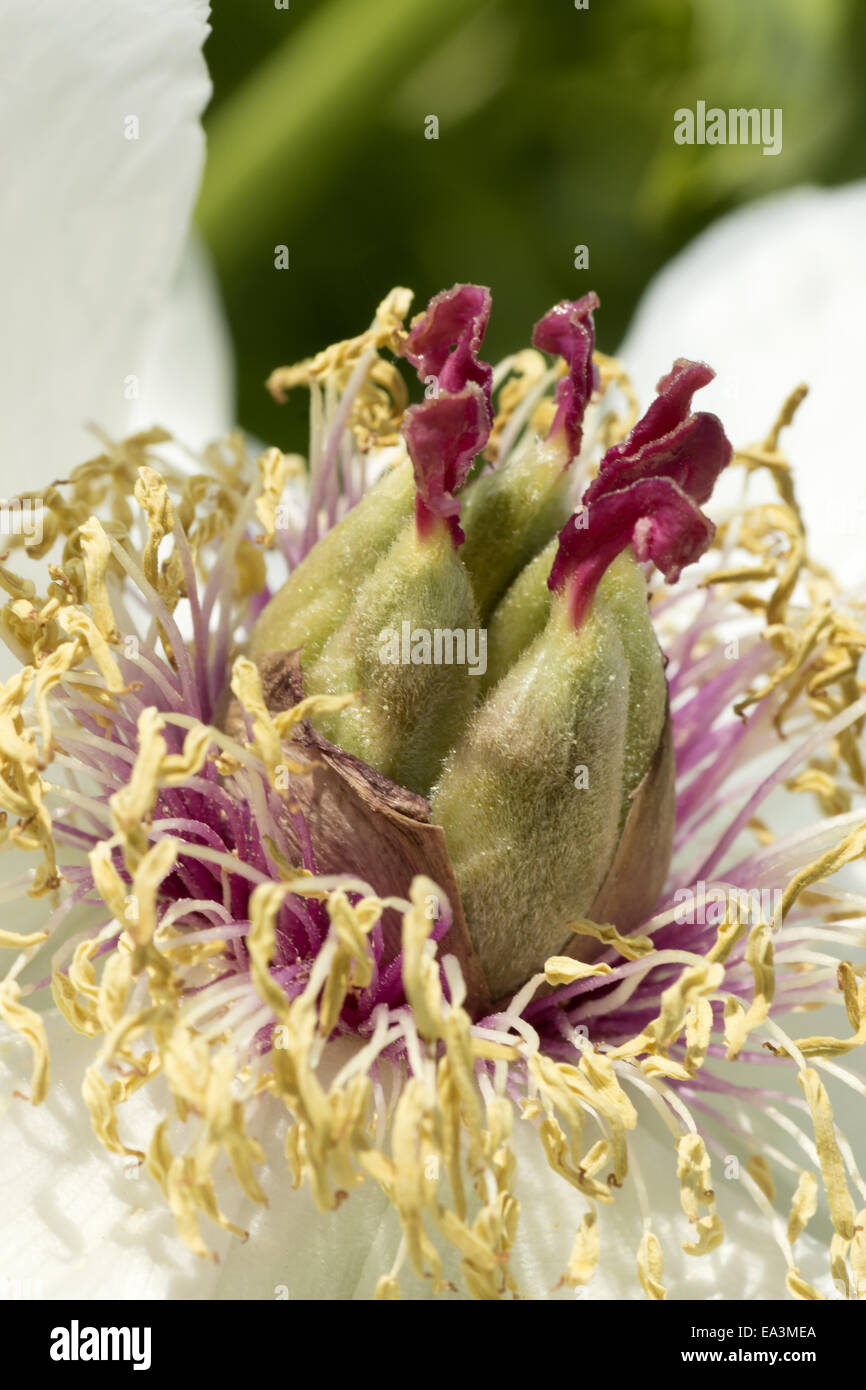 Peonies seed hi-res stock photography and images - Alamy