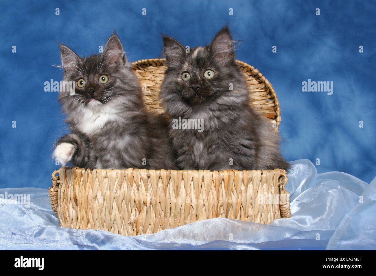 Norwegian forest cat two kittens hi-res stock photography and images ...