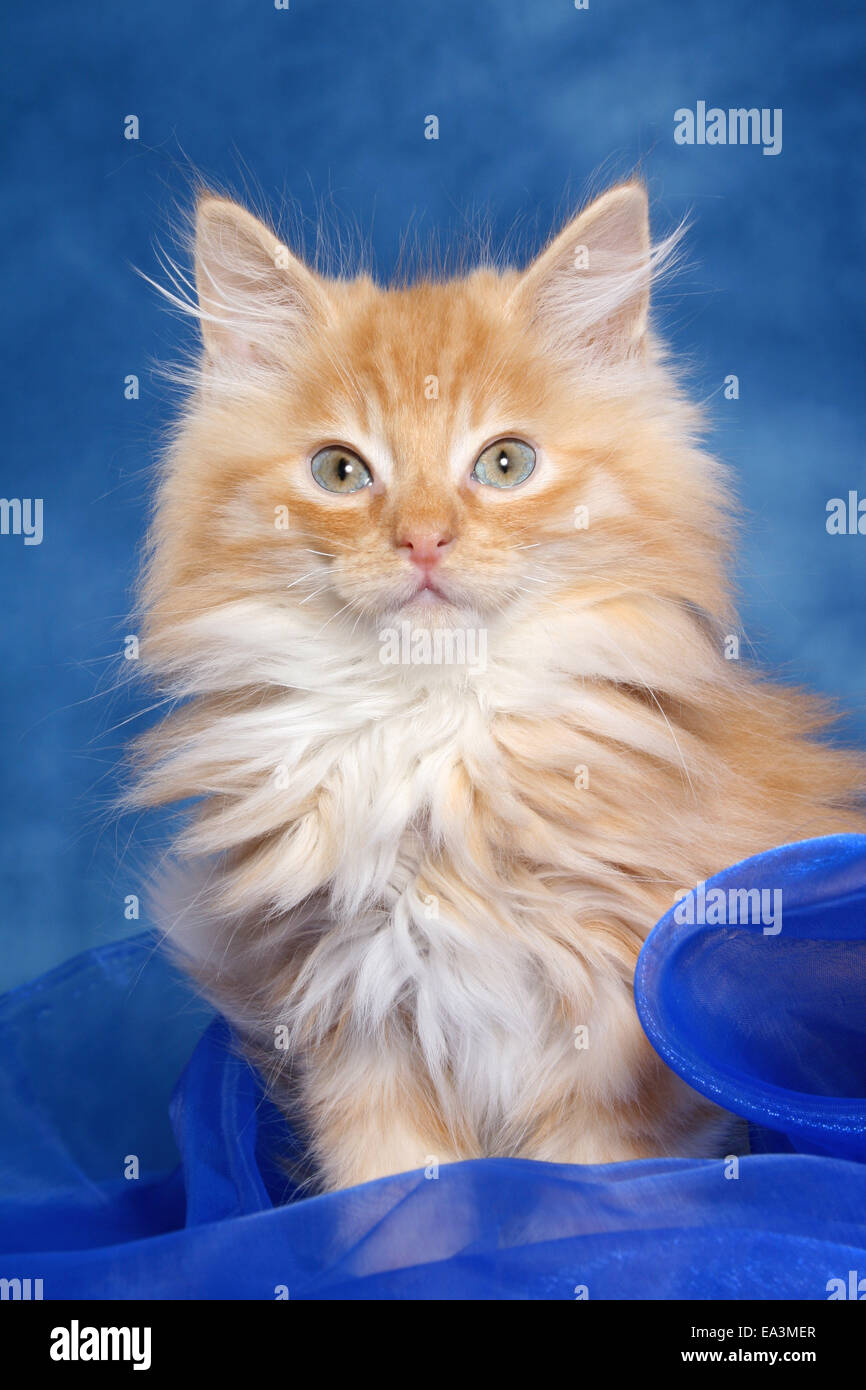 Norwegian Forest Cat Ginger