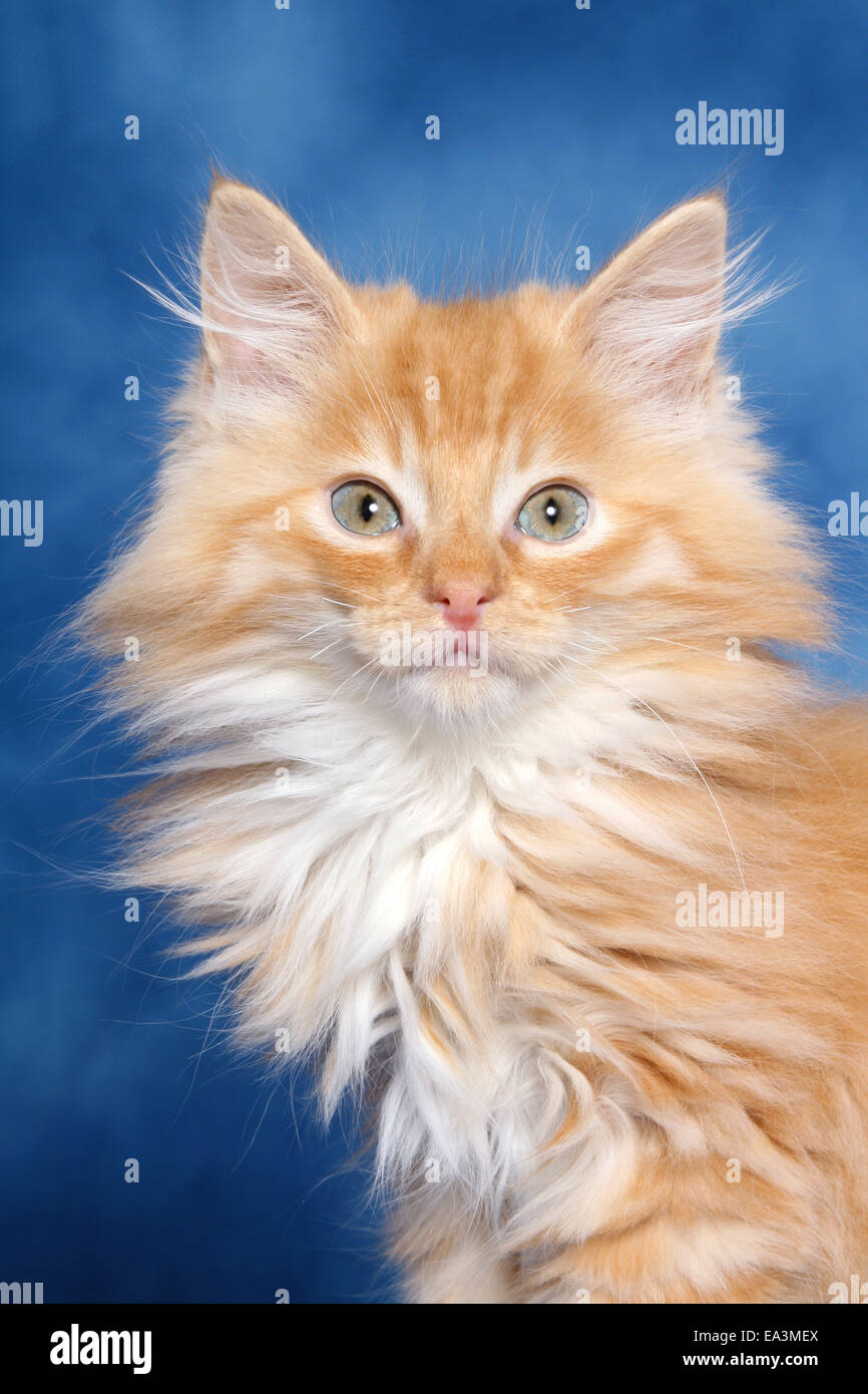 norwegian forest kitten Stock Photo - Alamy