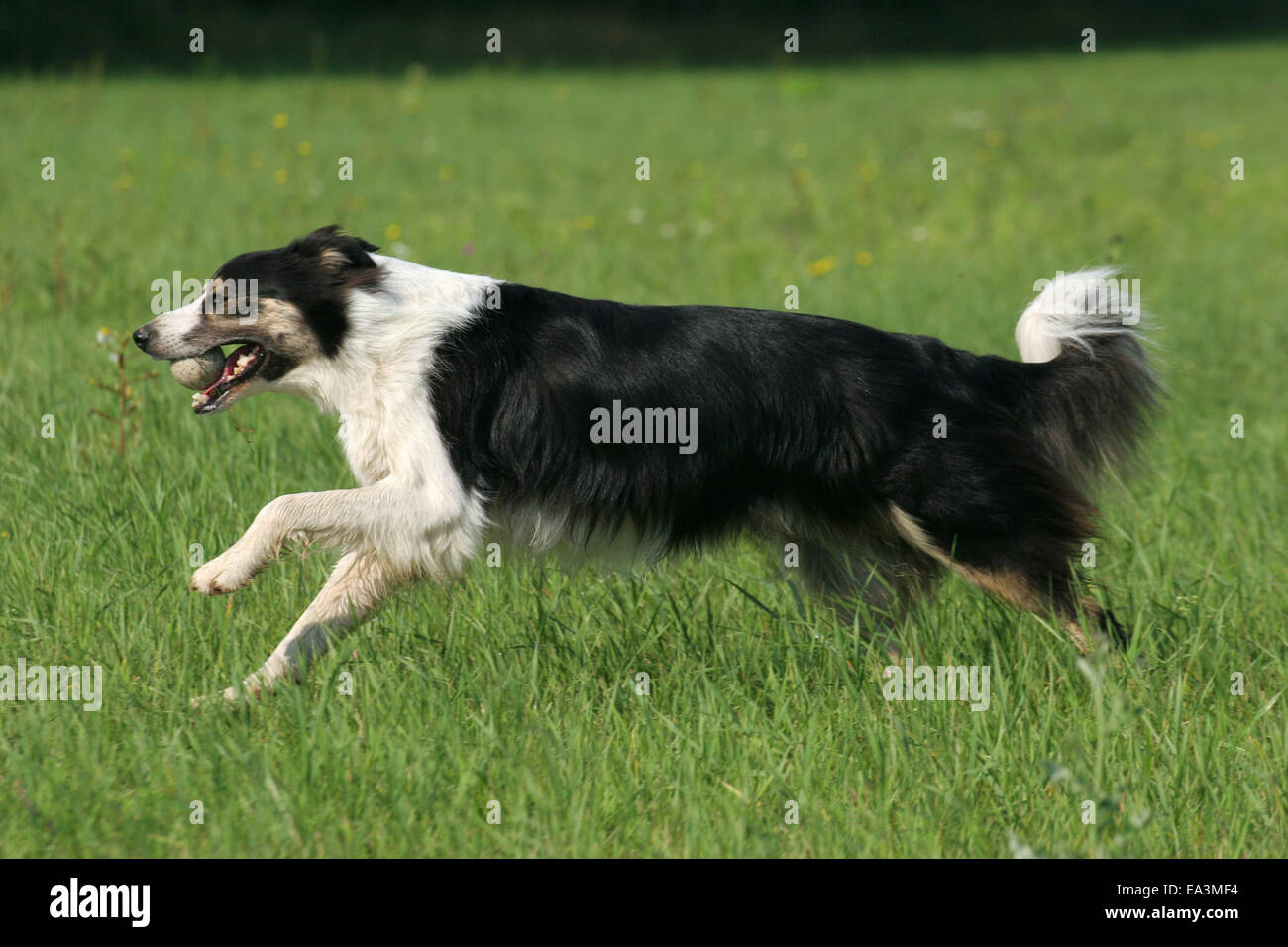 running Border Collie Stock Photo - Alamy