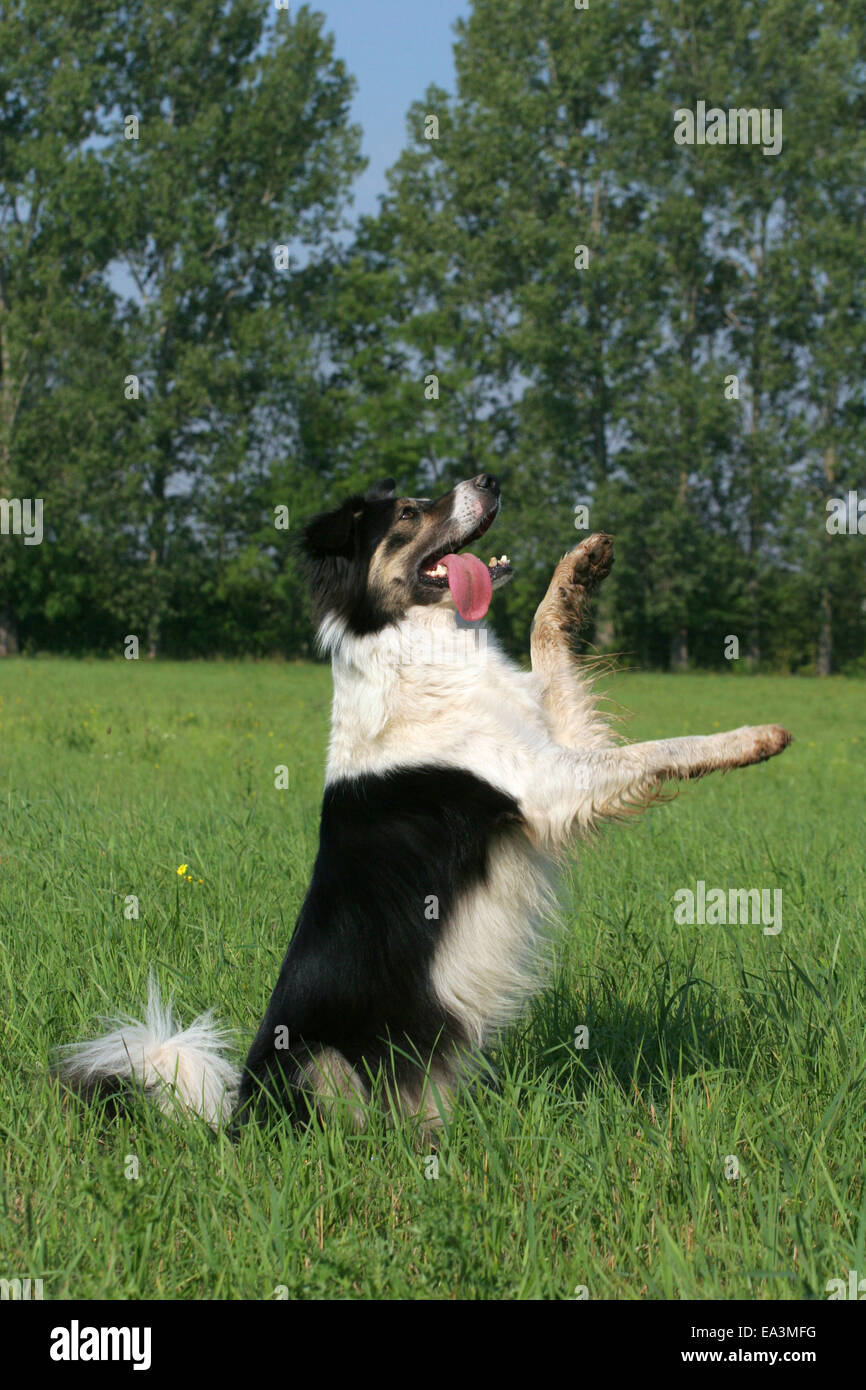 Border Collie sit up and beg Stock Photo - Alamy