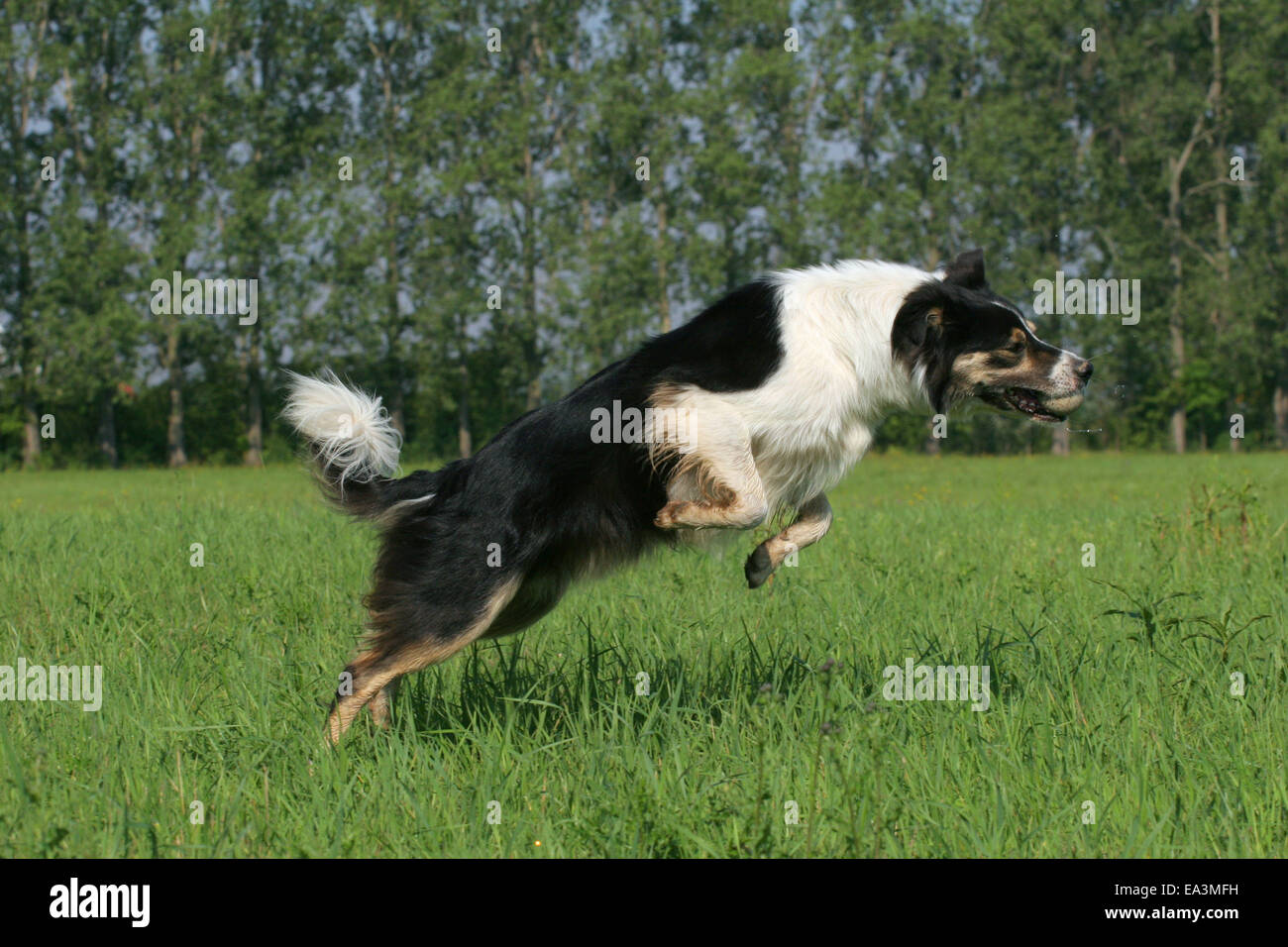 running Border Collie Stock Photo - Alamy