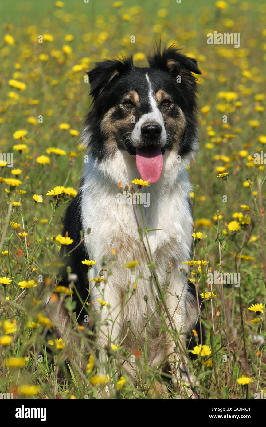 sitting Border Collie Stock Photo - Alamy