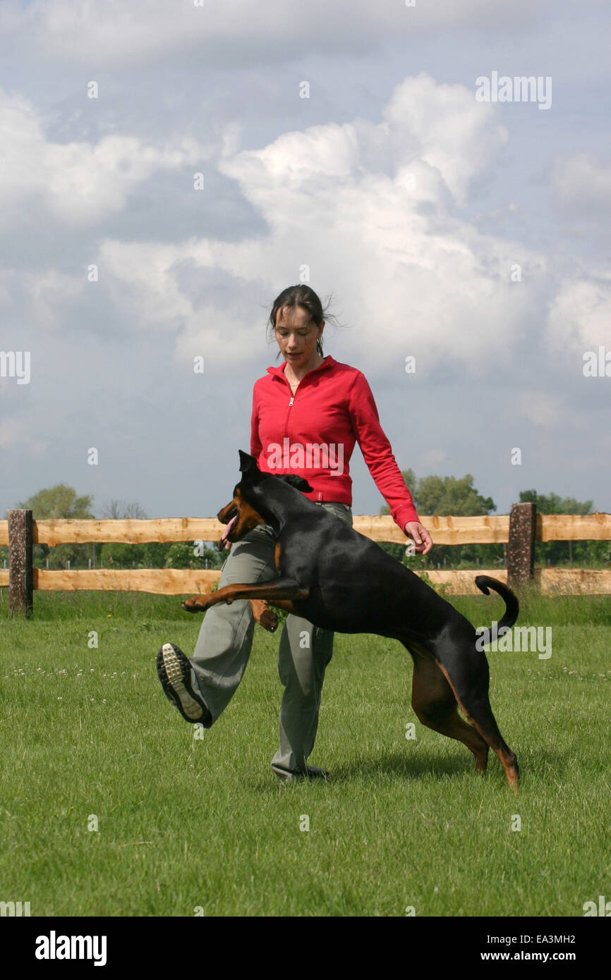 doberman at dog dancing Stock Photo - Alamy