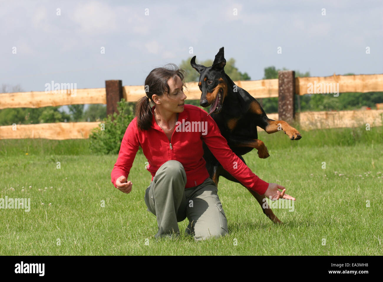 doberman at dog dancing Stock Photo - Alamy