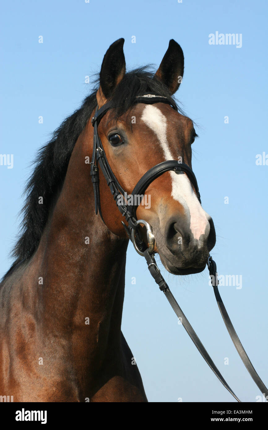 Little stallion hi-res stock photography and images - Alamy